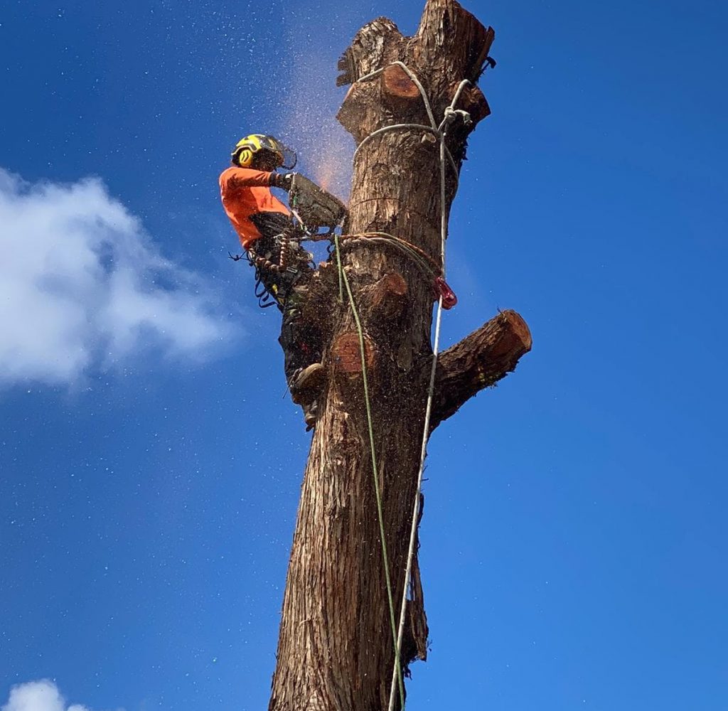 Tree Chipping Service Melbourne | Square Cut Services