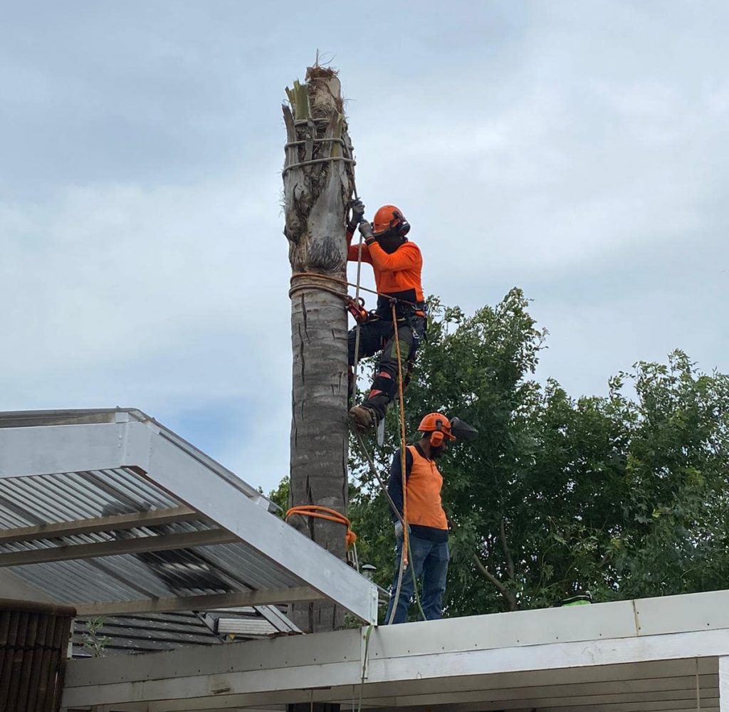 Tree Removals in Melbourne - Square Cut Services